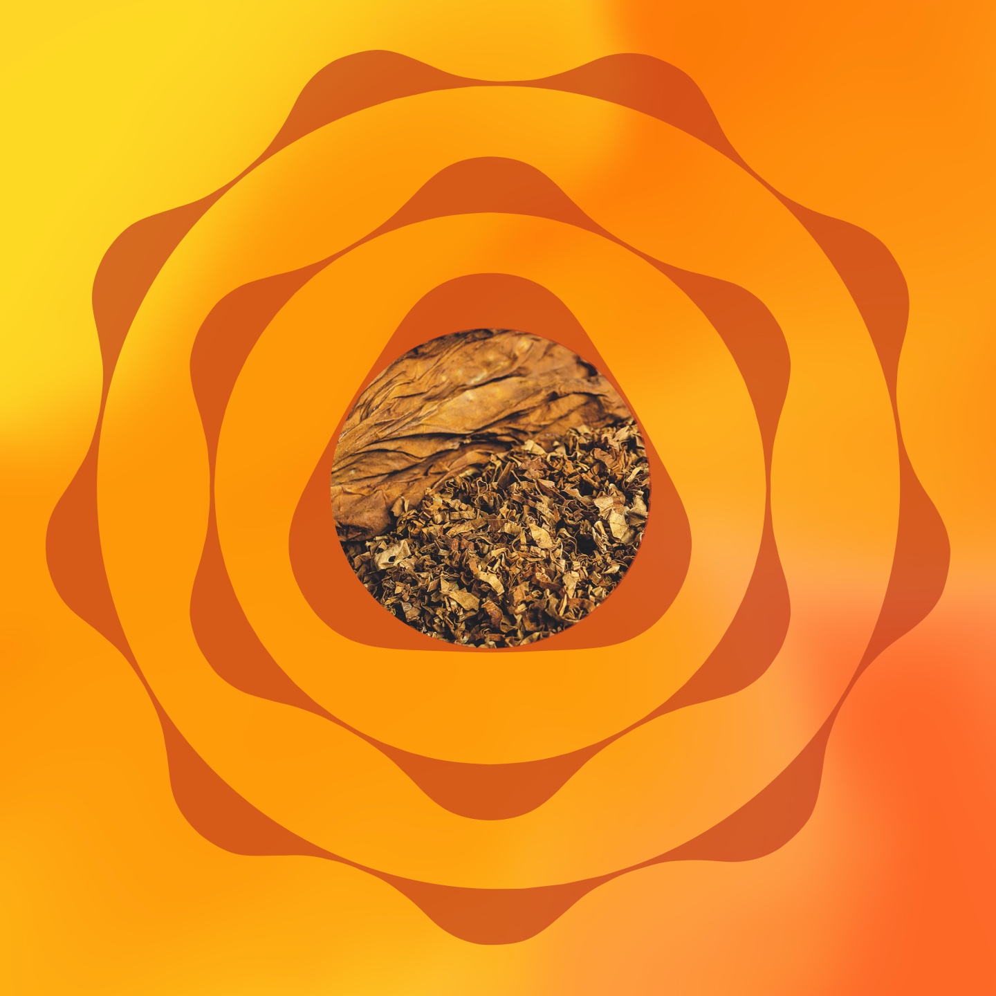 Shop the TEREA Amber flavor for ILUMA | IQOS