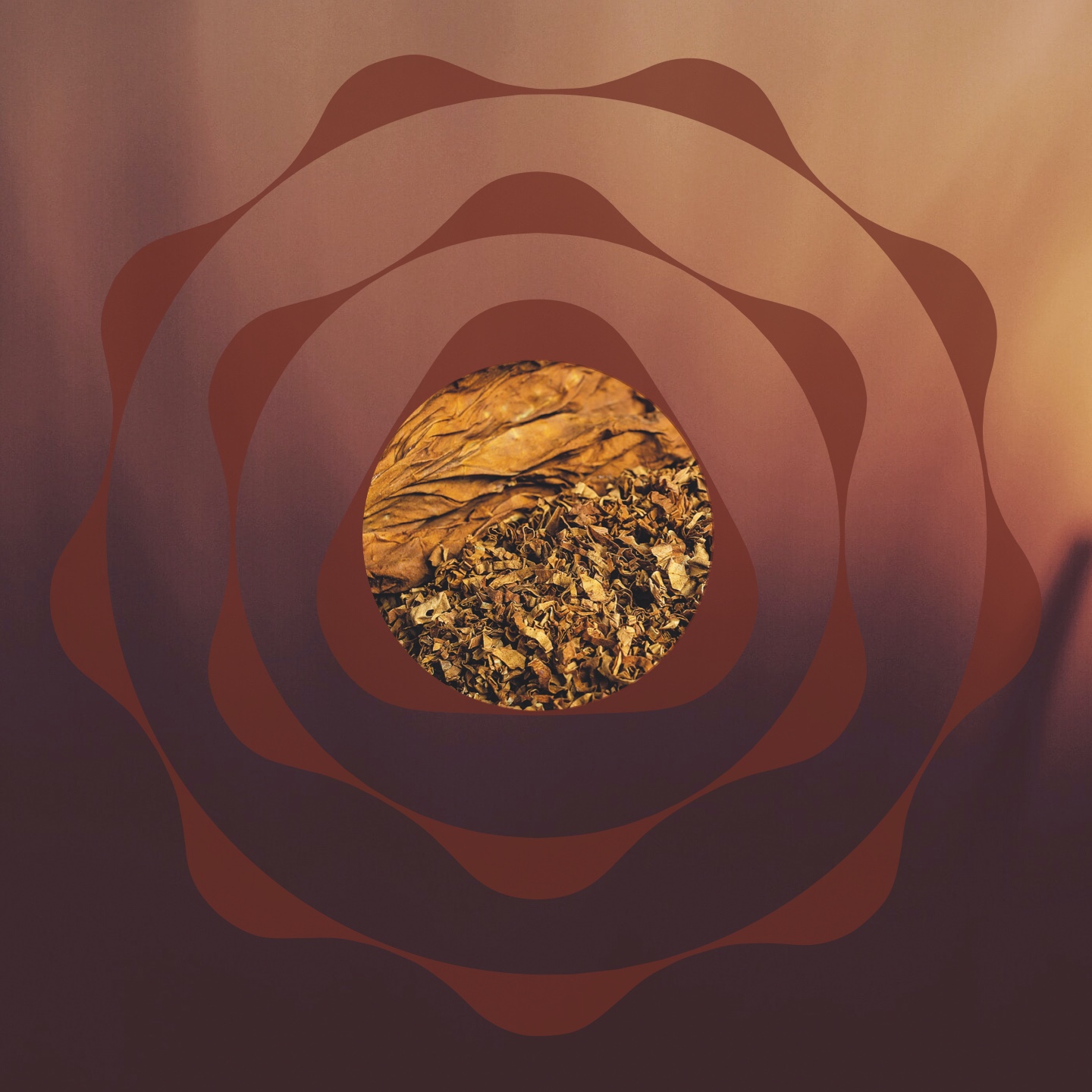 Shop TEREA Bronze Tobacco Sticks | IQOS