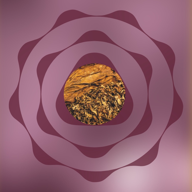 Shop TEREA Russet Tobacco Sticks | IQOS